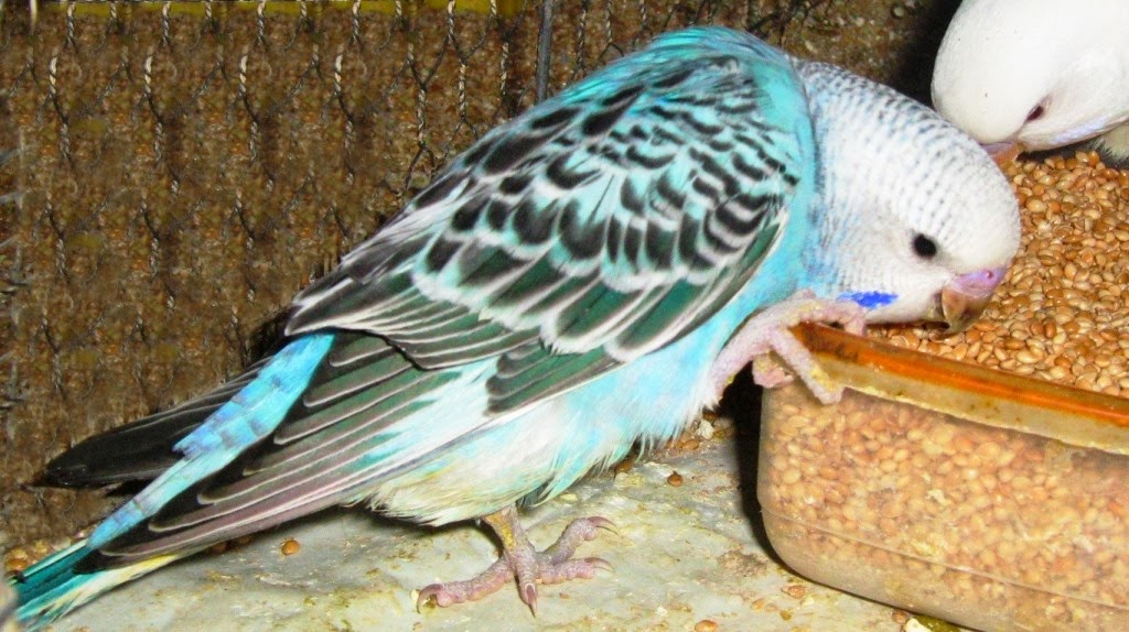 Periquitos & Periquitas: O PERIQUITO AZUL