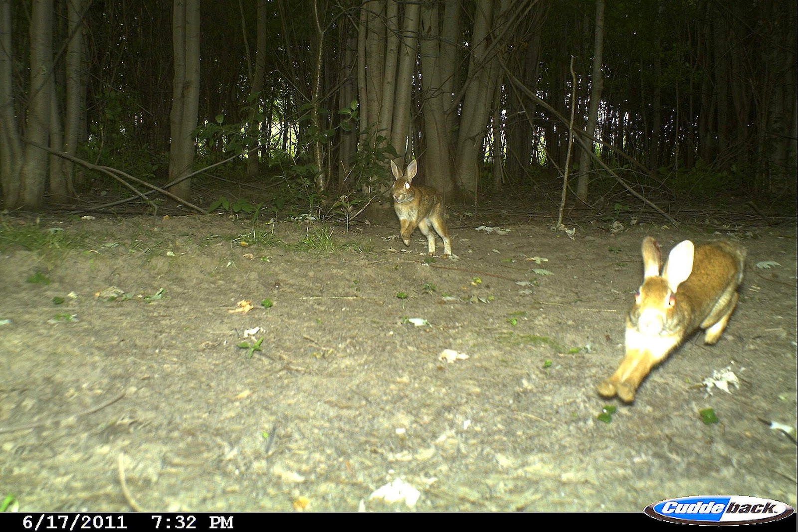 Backyard Beasts: Feral cat on the camera trap