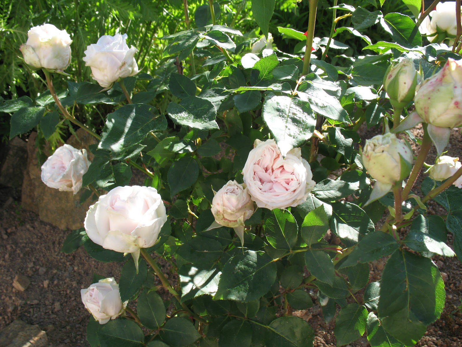 Roses du jardin Chêneland: Rosier "Souvenir de la Malmaison"