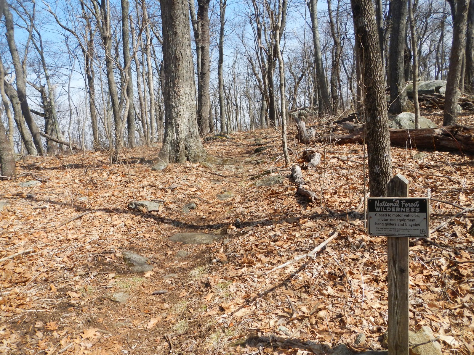 Wandering Virginia: Thunder Ridge Wilderness, Virginia