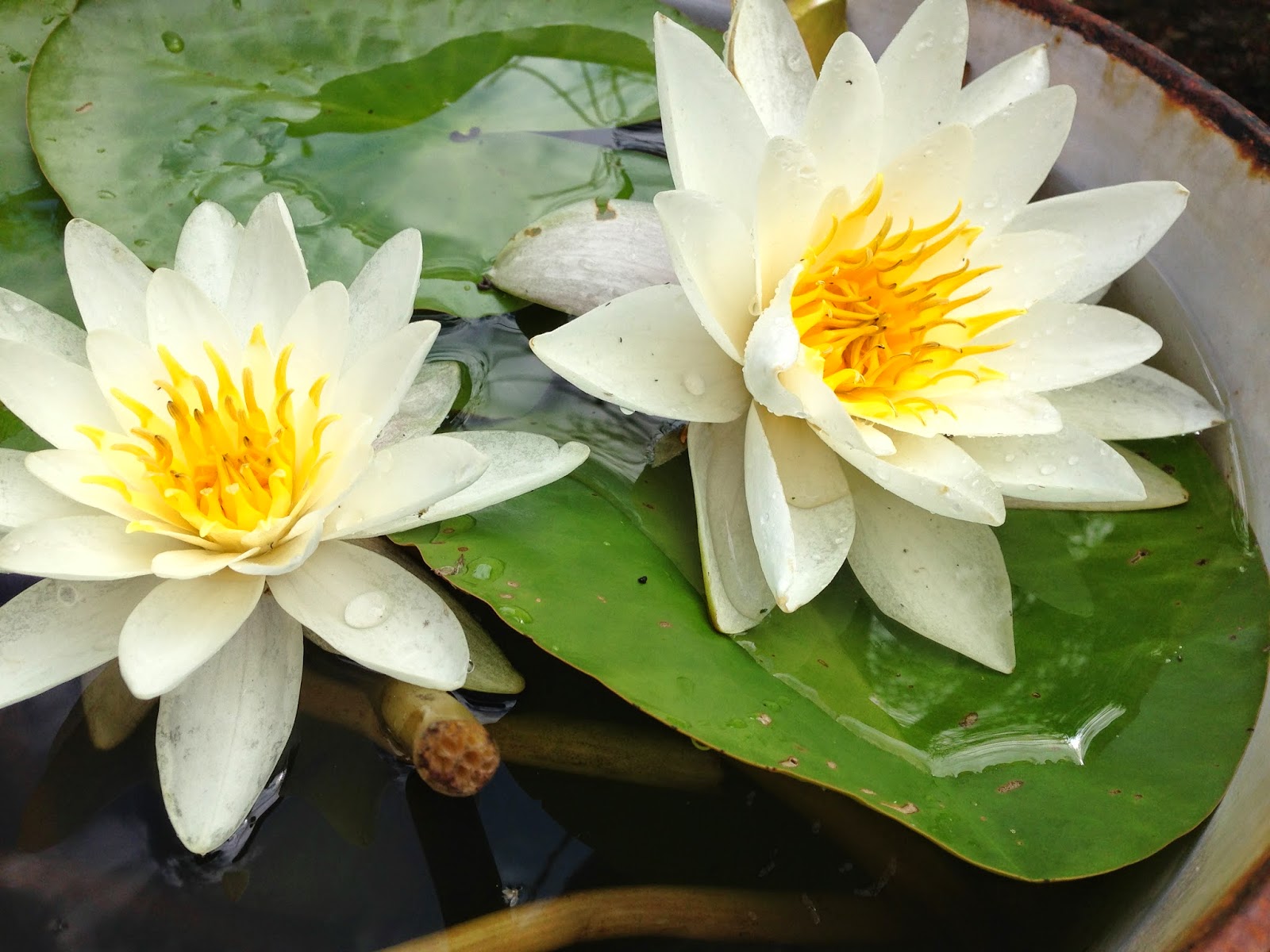 Fru Pedersens have: Åkander i vanddekoration.