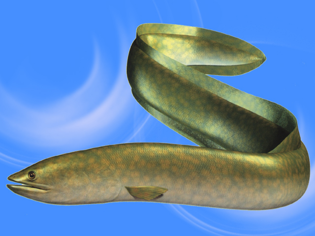 Mengenal berbagai Sistim Pembudidayaan Belut (Synbranchus) - SUMBERDAYA ...