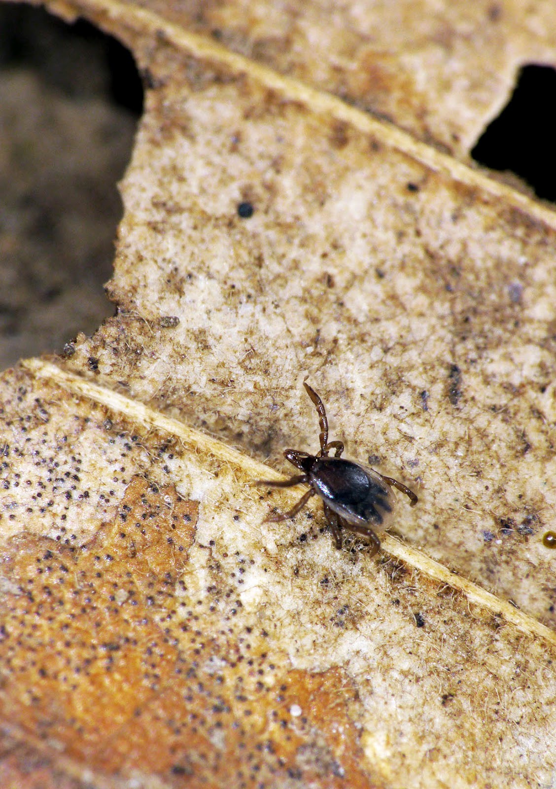 NSF-EID Lyme Gradient Project: Questing nymphal blacklegged ticks