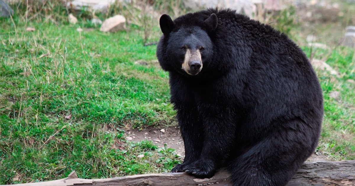 BANCO DE IMÁGENES: Enorme oso negro en las praderas de Alaska - Black Bear