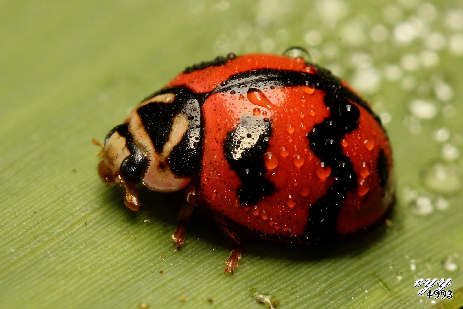 cyy4993: Beetle [Coccinellidae] Coccinella Transversalis (Fabricius ...