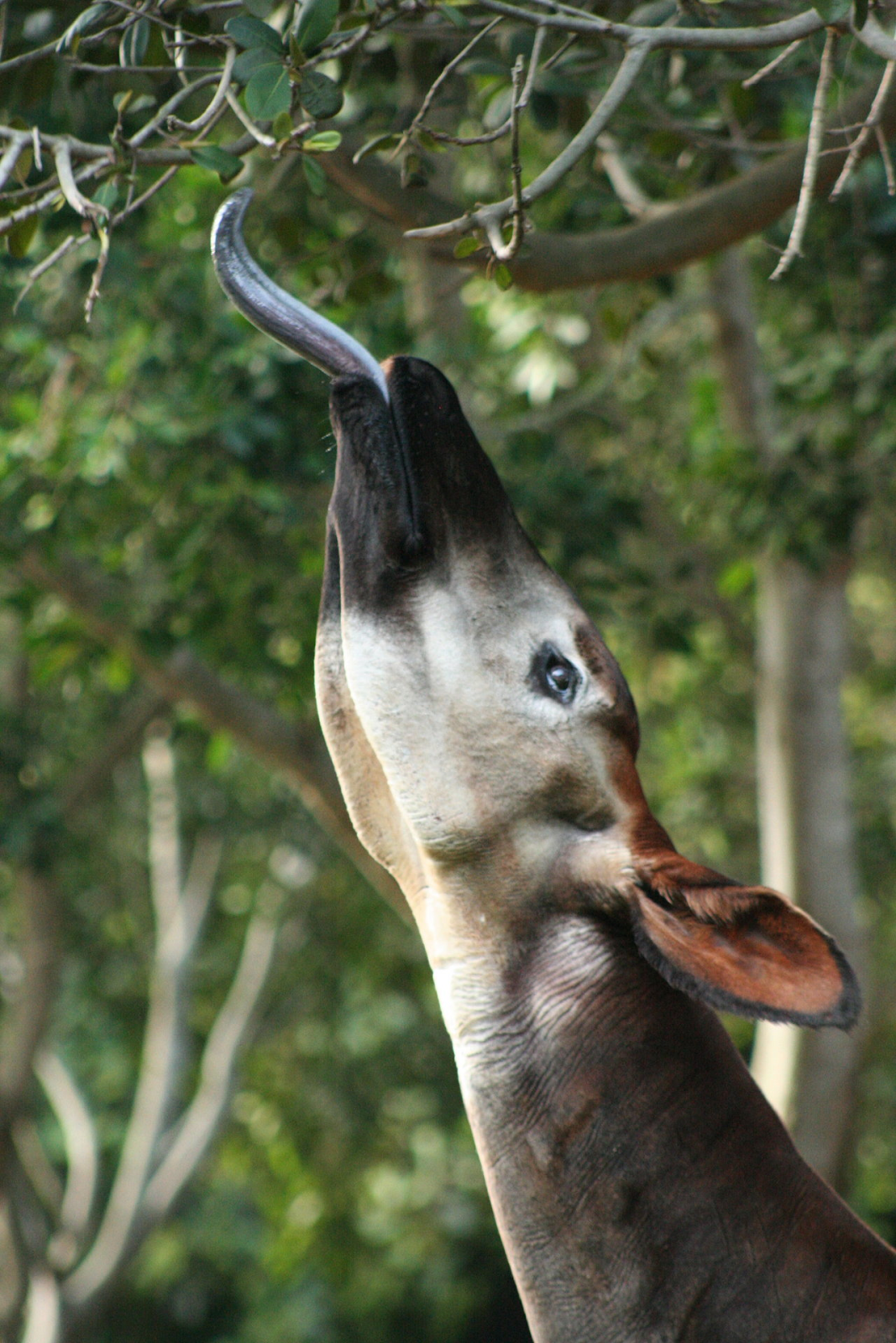 The animal kingdom: Okapi and Drarwin's Fox