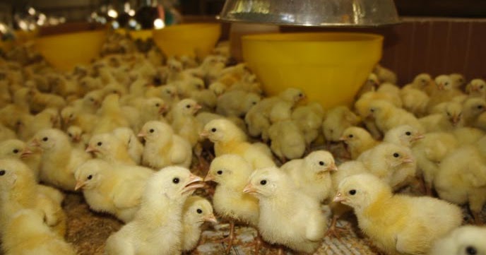 Gamefowl 101 - Everything You Want To Know About Gamefowls: Breeding ...