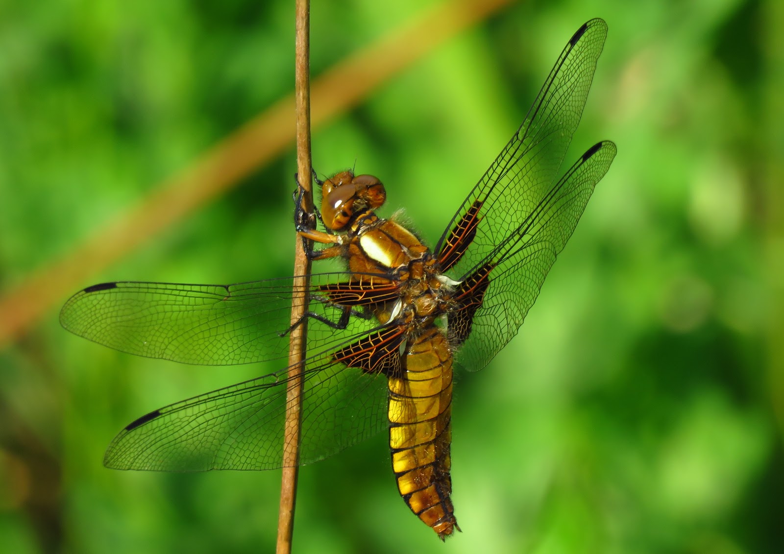 BugBlog: Broad-bodied Chasers