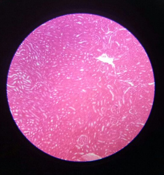 LAPORAN PRAKTIKUM JARINGAN EPITEL