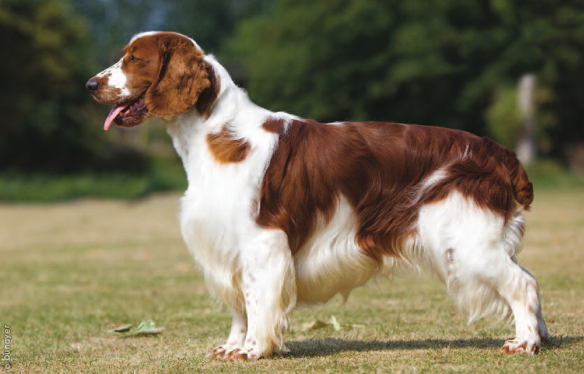 dog side stories: Welsh Springer Spaniel (Ουαλικό Σπρίνγκερ Σπάνιελ)