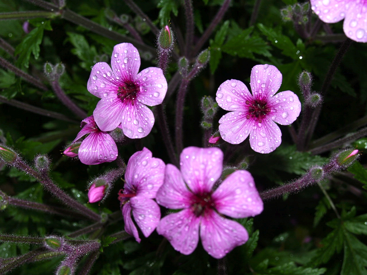 Florez Nursery: Geranium maderense