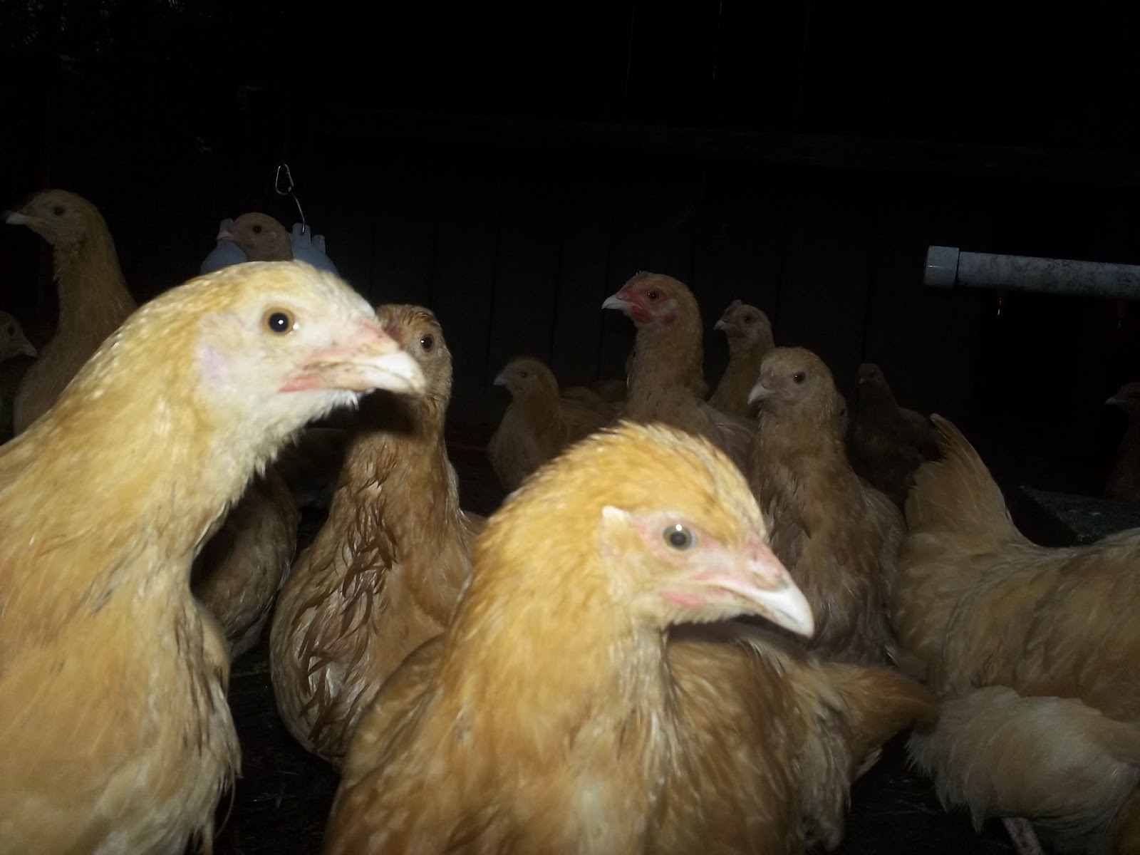 12 Week Old Buff Orpingtons