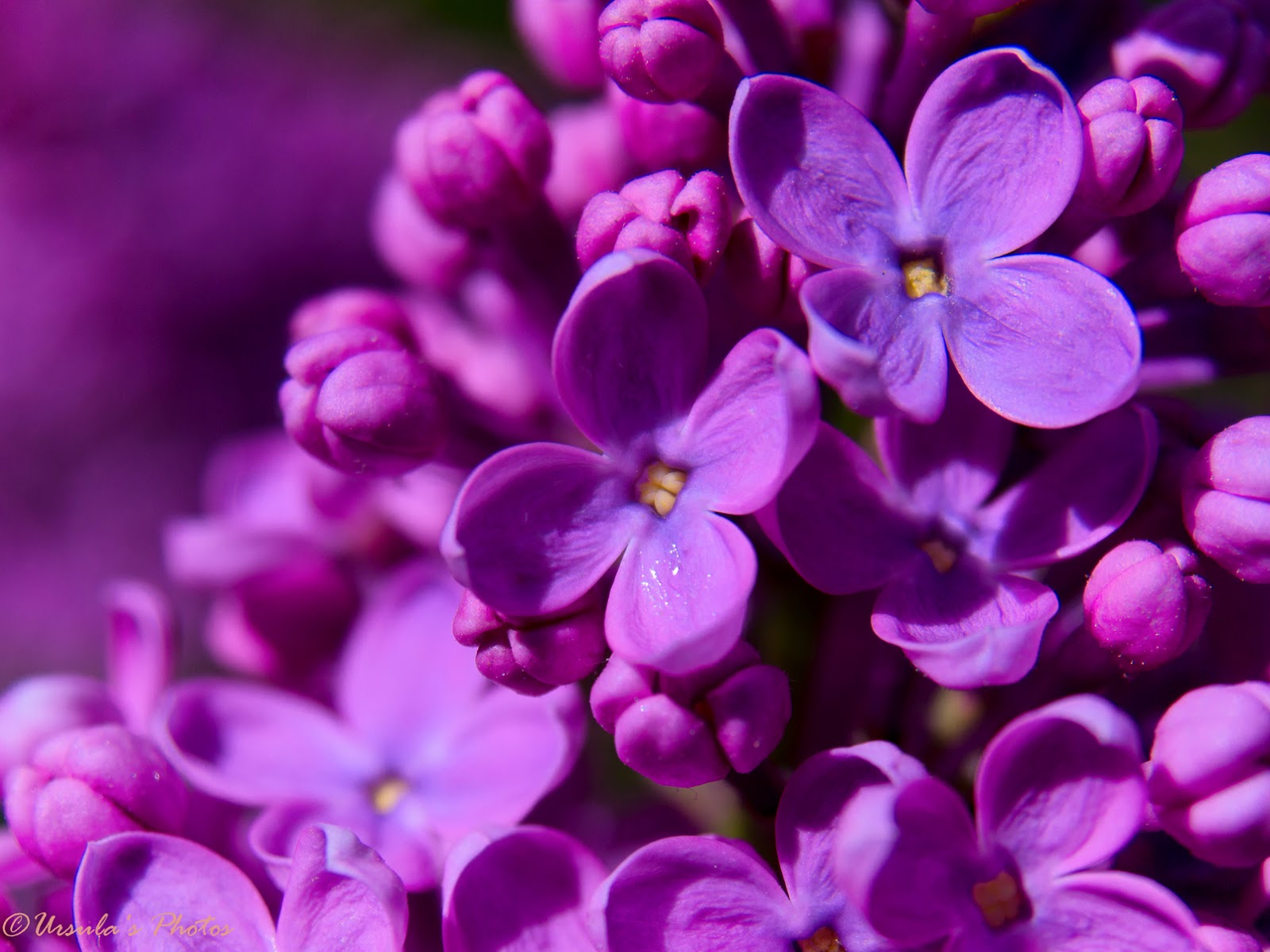 Garten Bilder: Flieder