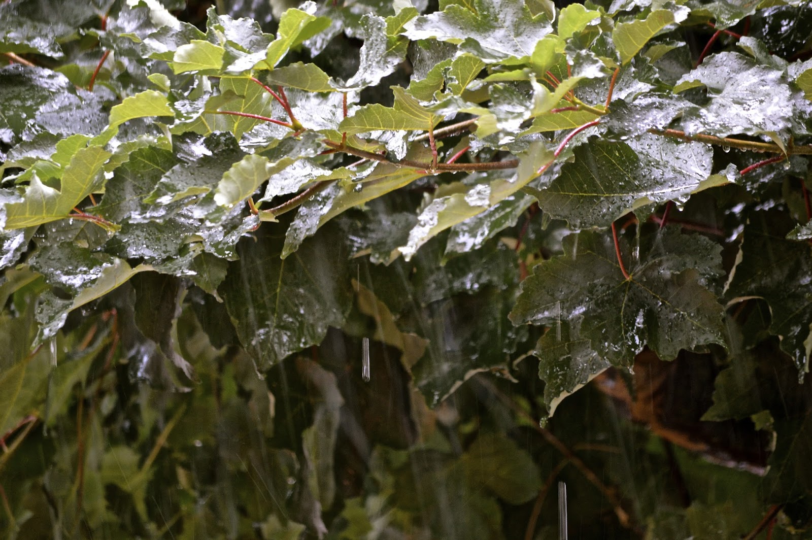 Una imagen, unas palabras, ...: Y llovía, llovía ...