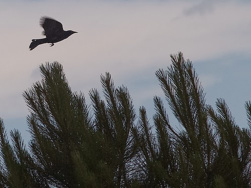 Natural Austerity: Common Bird Profile : Common Grackle