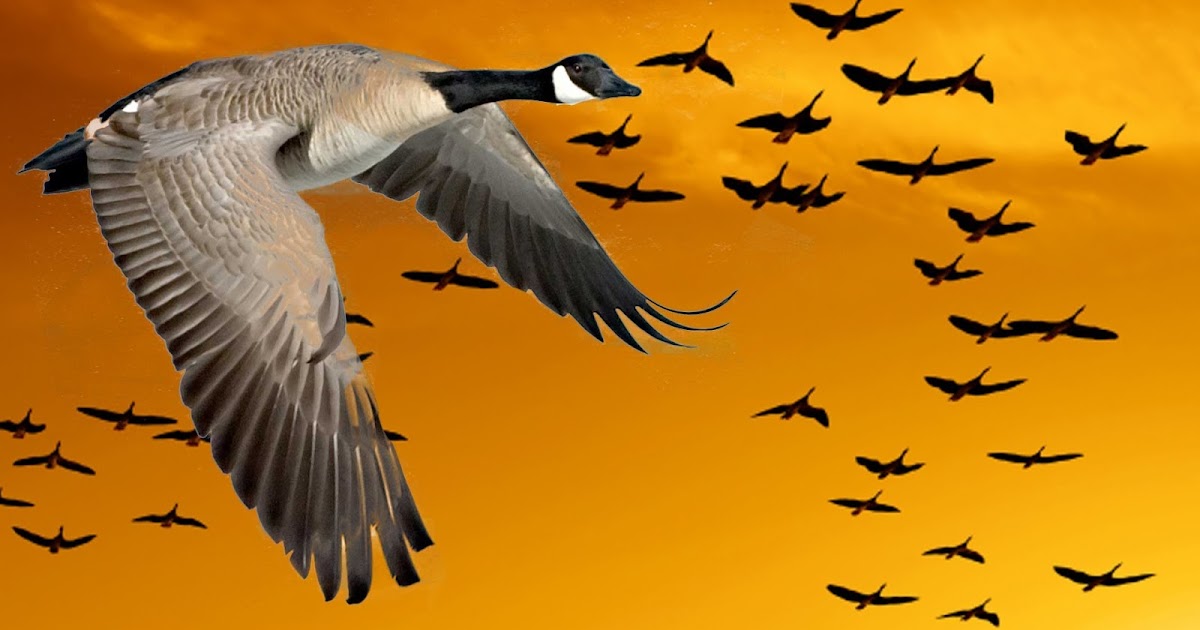 The SMART Leader's Digest: What Geese Can Teach Us About Teamwork