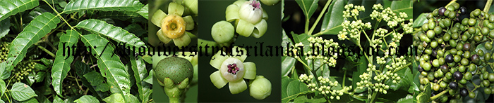 Biodiversity of Sri Lanka: බුරුල්ල/ගුරුල්ල[Burulla/Gurulla]/Bandicoot ...