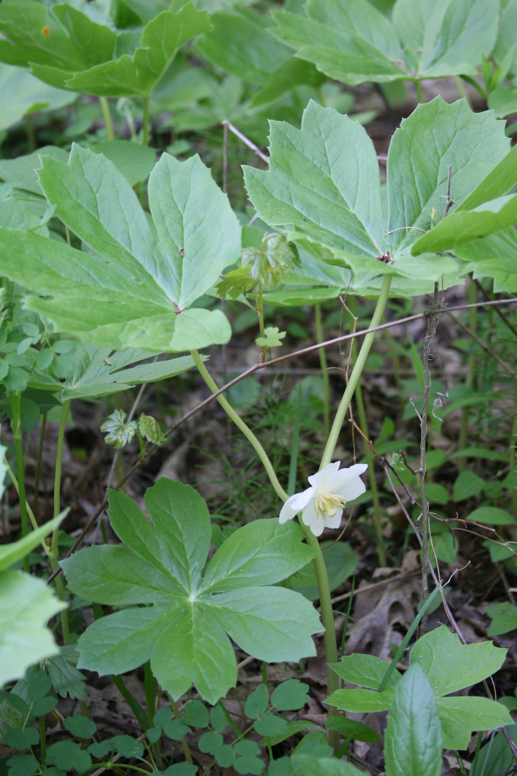 Isabella Conservation District Environmental Education Program: Native ...