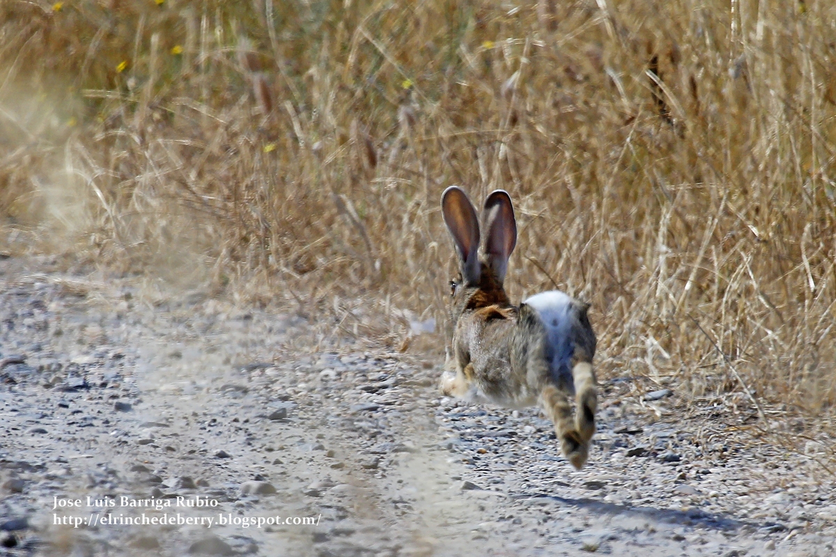 El Rinche de Berry : Fauna