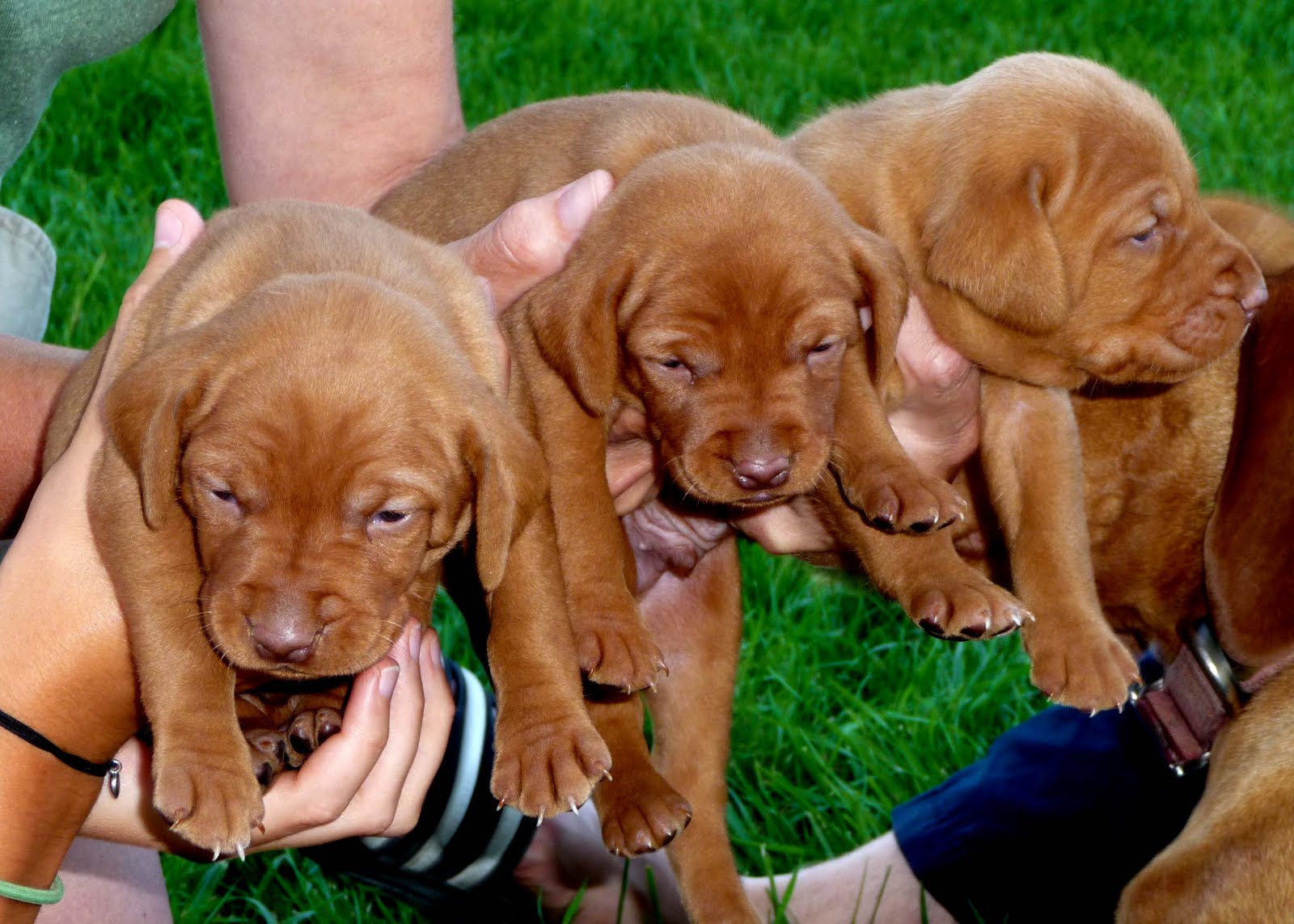 OUTDOORSMAN Kennels | Hungarian Vizsla Breeders | Vizsla Puppies For ...