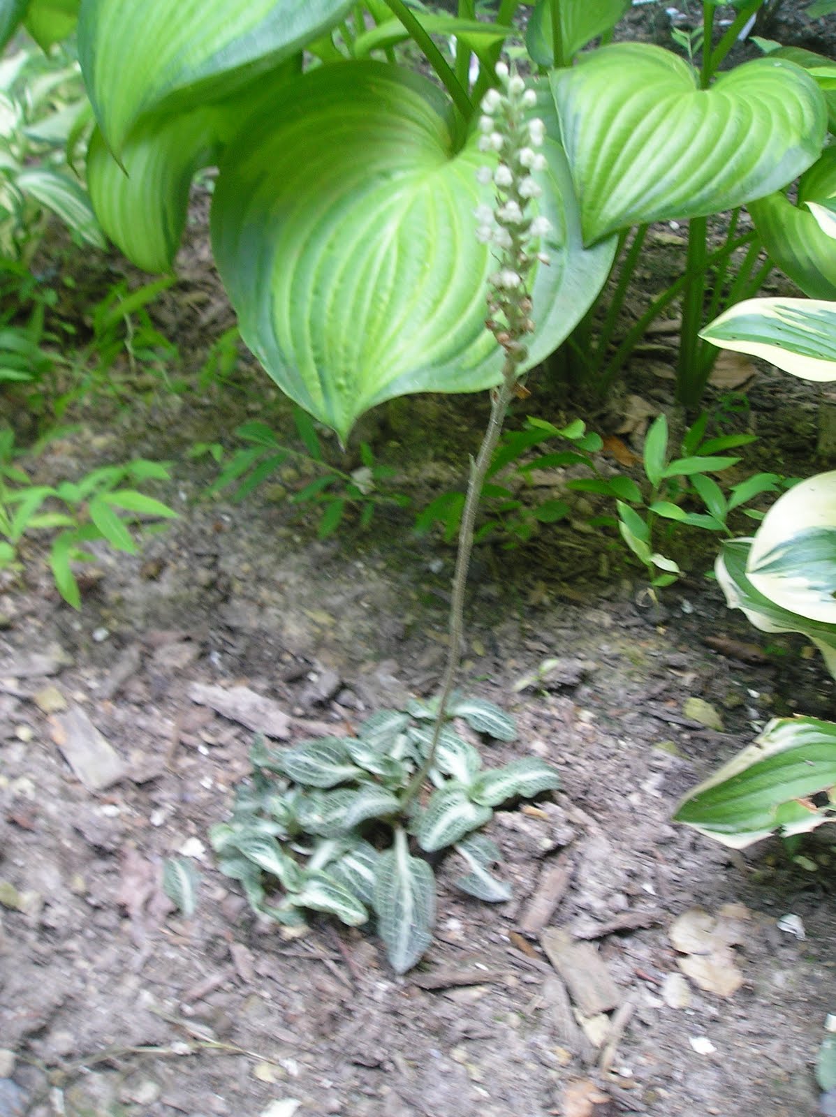 Franklin County (PA) Gardeners: Native Jewel Orchid