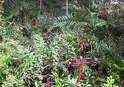 Forest Dweller: Field Trip - Segari Melintang Forest Reserved and Eco ...