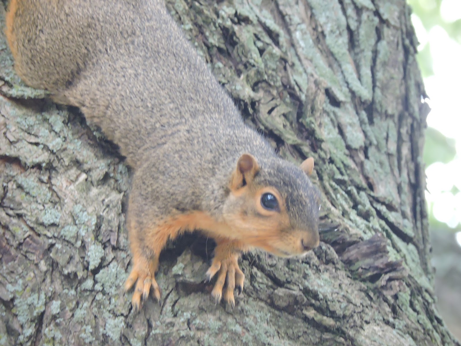 My Pics: Angry Squirrel