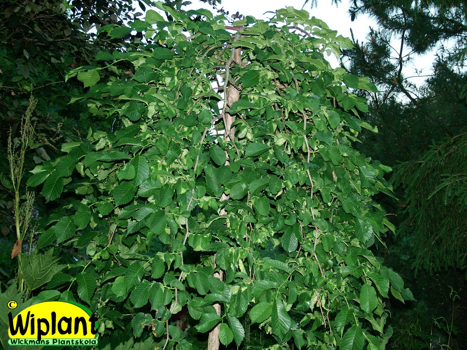 Sol och grönt: WIPLANT julkalender lucka 14, Almar