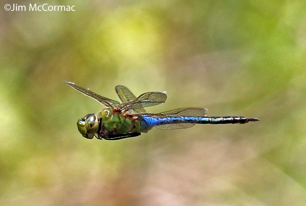 Ohio Birds and Biodiversity: Dragonfly swarms