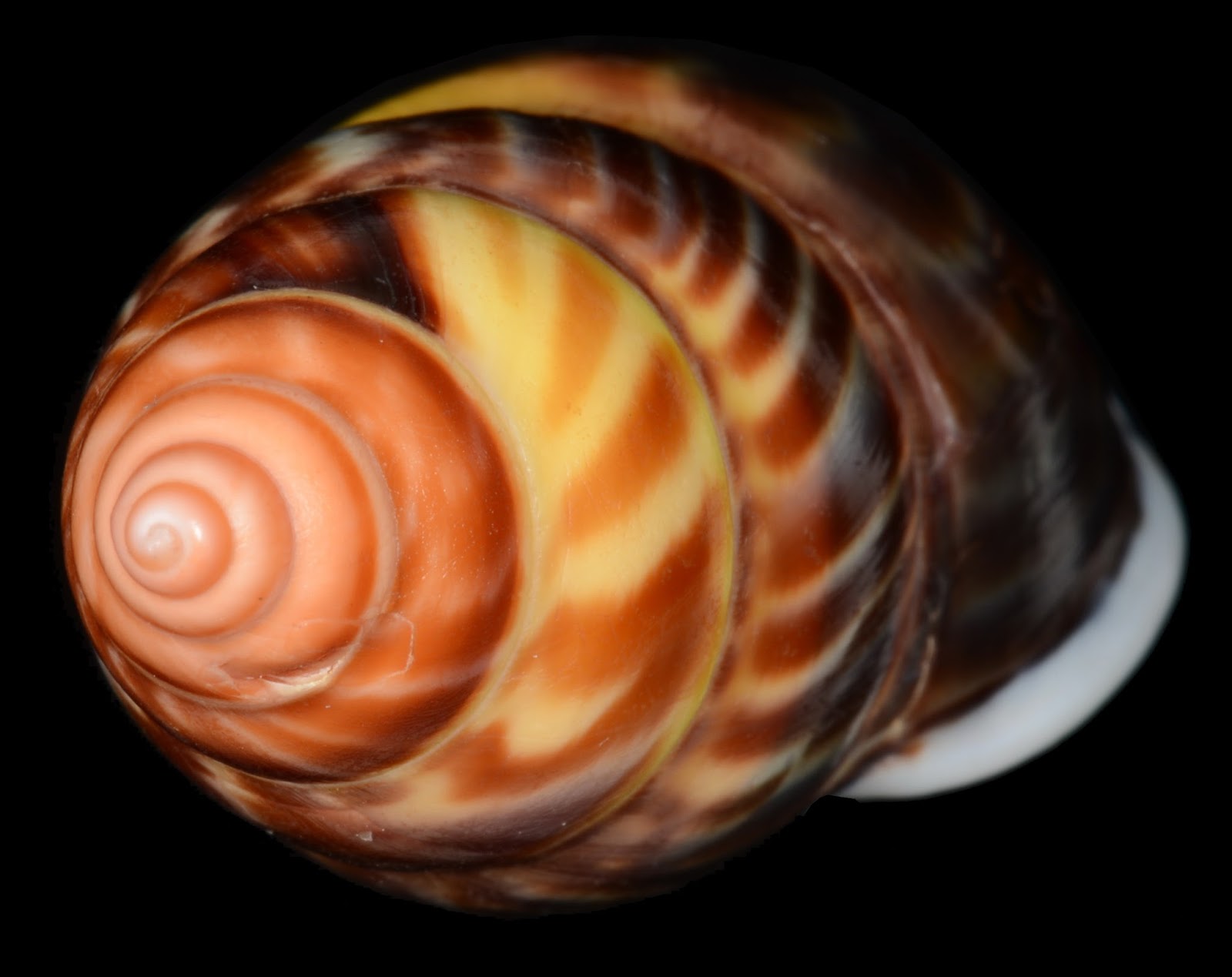 Dr. Lee's Gallery Museum: Amphidromus perversus butoti melannoma 45.19mm