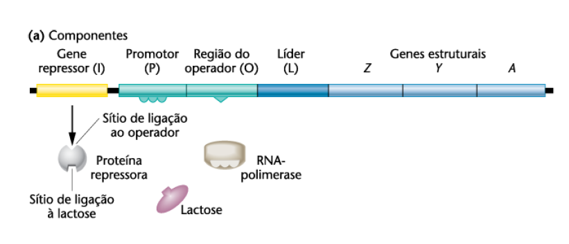 Biomedicina em Ação: Regulação da Expressão Gênica em Procariotos