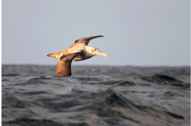Conheça o Albatroz-gigante