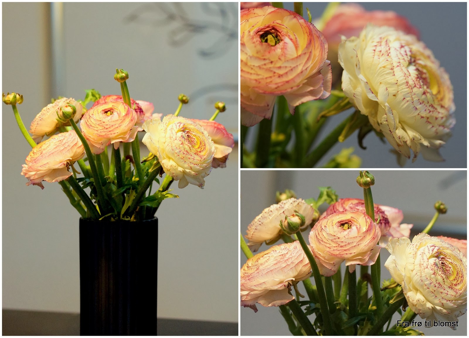 Fra frø til blomst: RANUNKLER