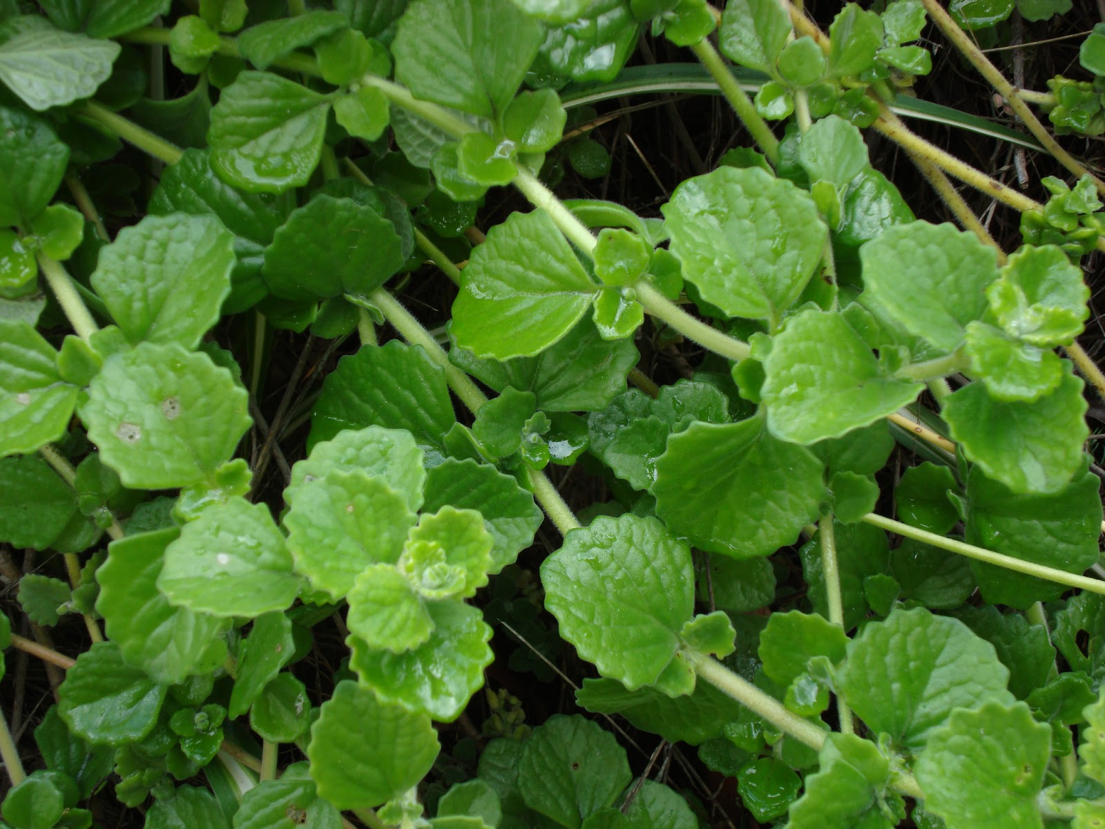 Voice In The Wilderness: Peruvian Mint