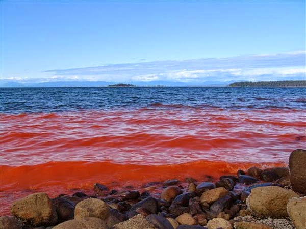 What Was Red Tide in Water !? - OMG Mind