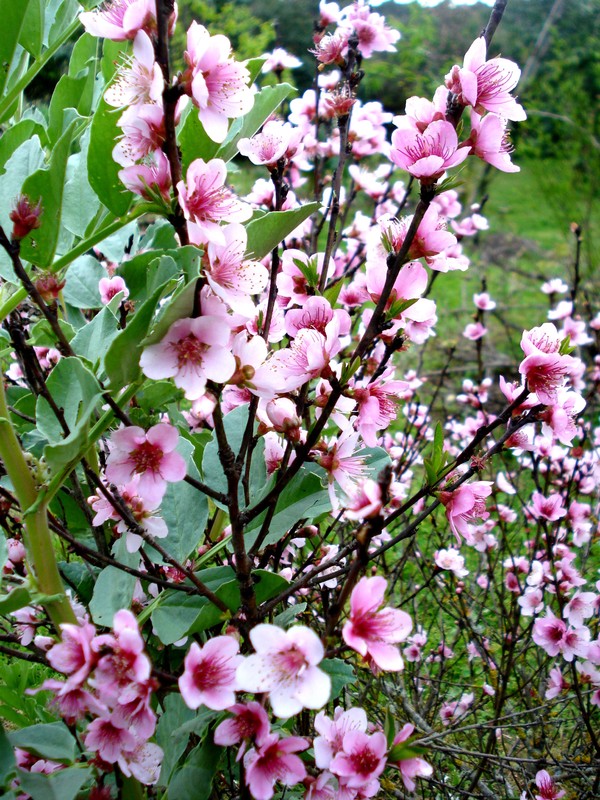 DIÁRIO COM A NATUREZA: 16 DE JUNHO - PESSEGUEIRO - PÊSSEGO - FRUTA ...