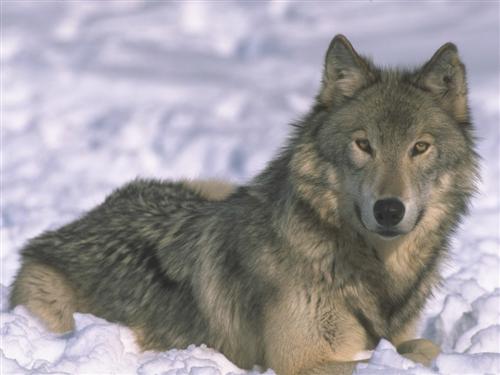 The life ...: Nature - Le Loup: un animal peu connu aux yeux de l'homme....