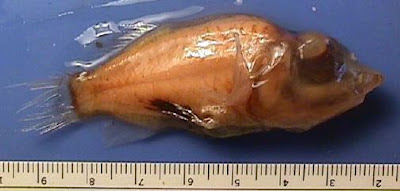 Nature Can Do That?: Barreleye Fish