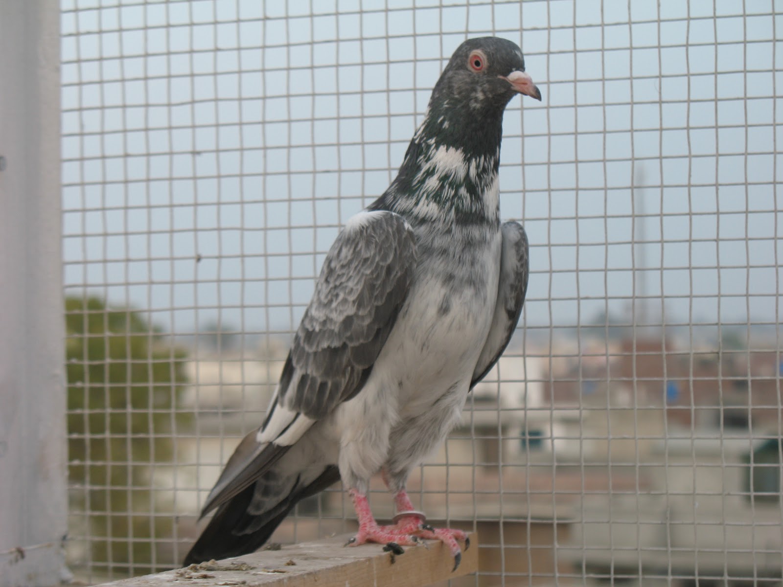 Pakistani Tipplers (Kabootar Baaz) | UK & USA Pigeons | Fancy Pigeons ...