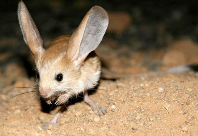 Jerboa | The Life of Animals