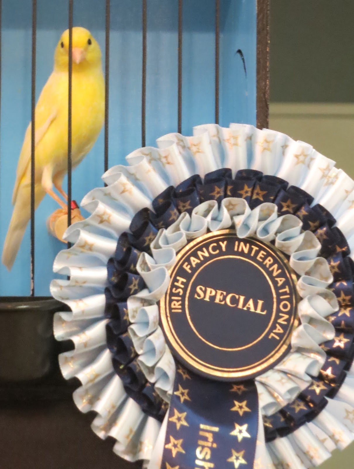 Canary Tales: 2015 First US Irish Fancy National Florida