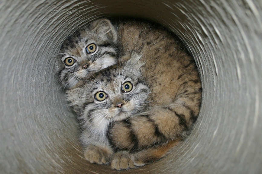 White Wolf : This Mongolian Cat Is The Most Expressive Cat In The World ...