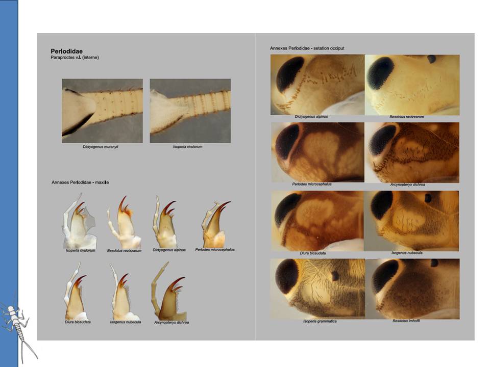 Vers une clef des larves de plécoptères de France : identification ...