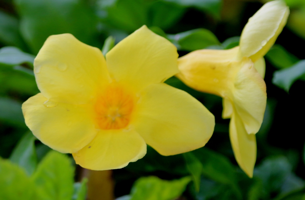 Cherishing India.....: Flowers of Odisha: part II......