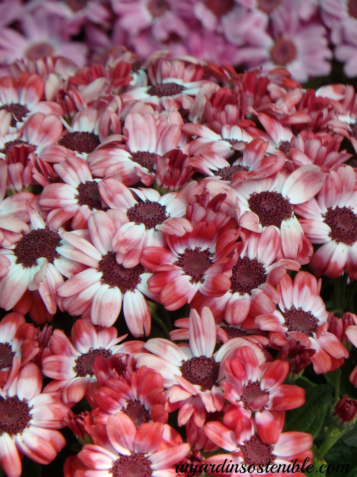 Pericallis x hybrida (Cineraria del florista)