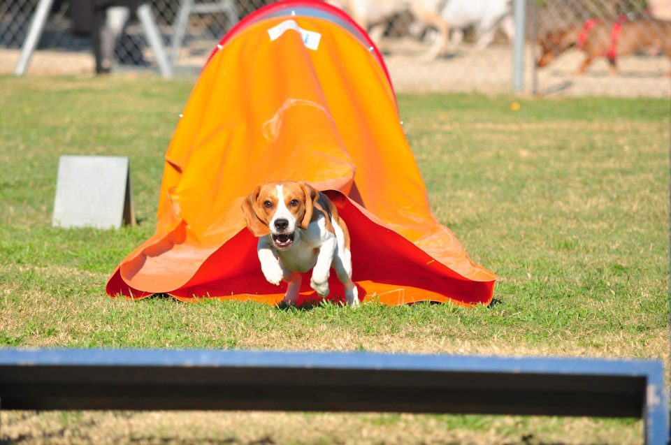 Club Agility la Daga (Lleida): Nuestros perros