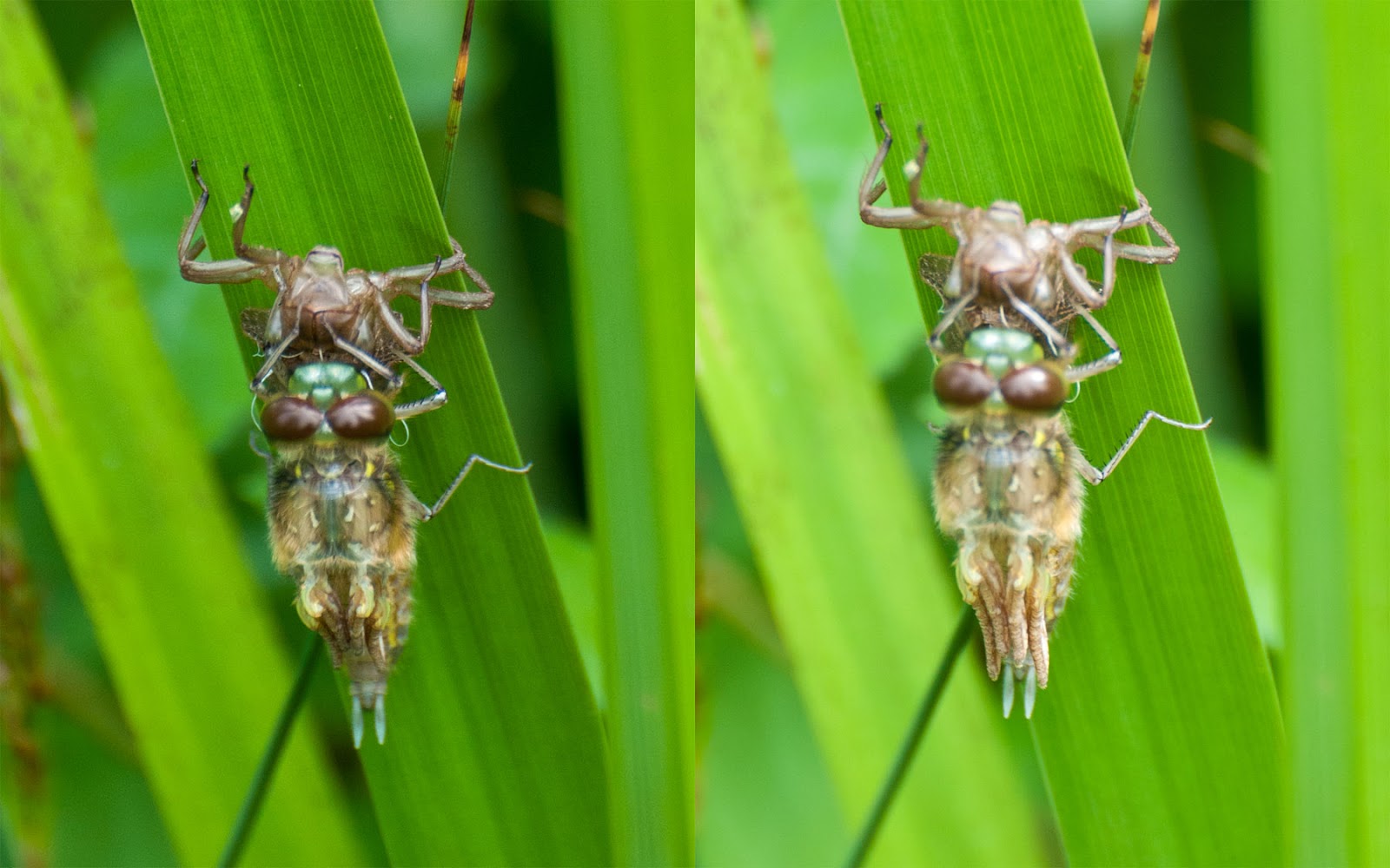 East Glamorgan Wildlife: Four-spotted Dragonfly emerging from pupa