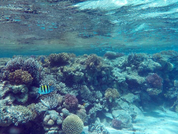 cestování | Sataya Reef - splněný životní sen? - Just be yourself