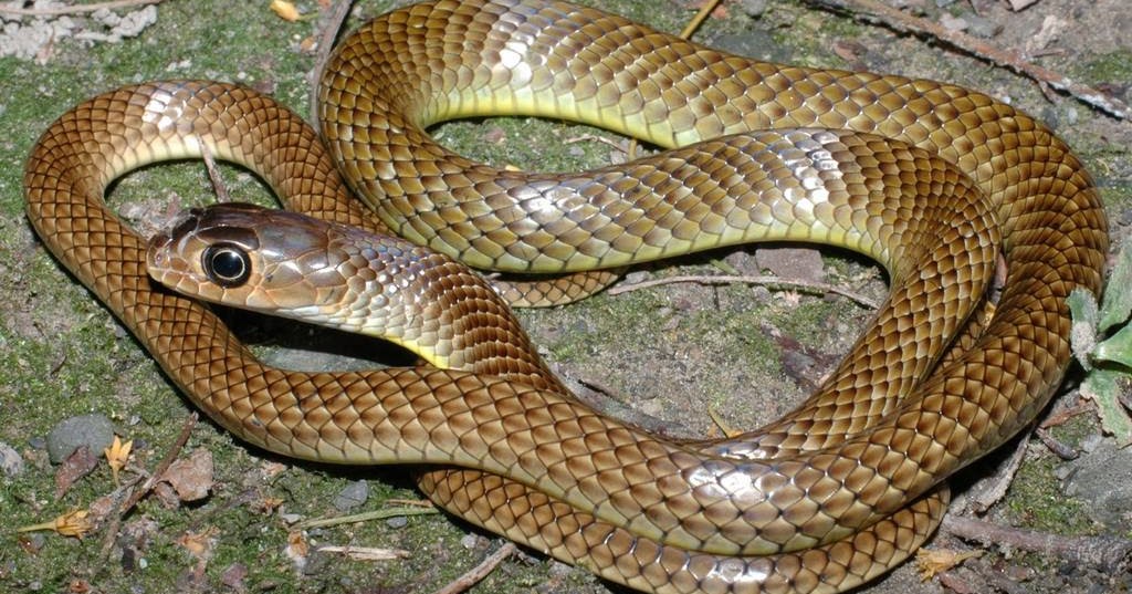 Si Gesit Ular Korros | REPTIL WAHYU