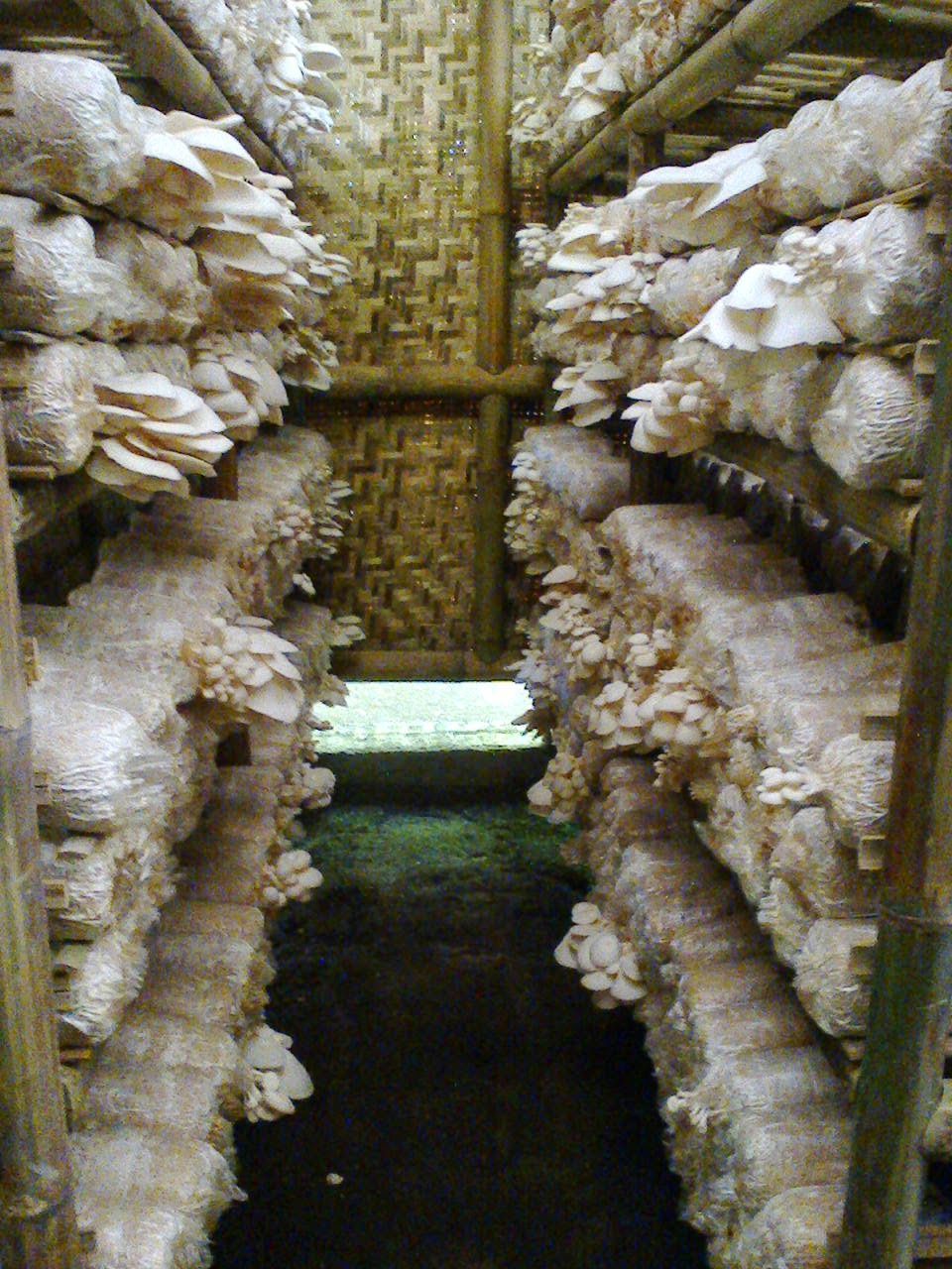 Jamur Supa - Perumperindo.co.id